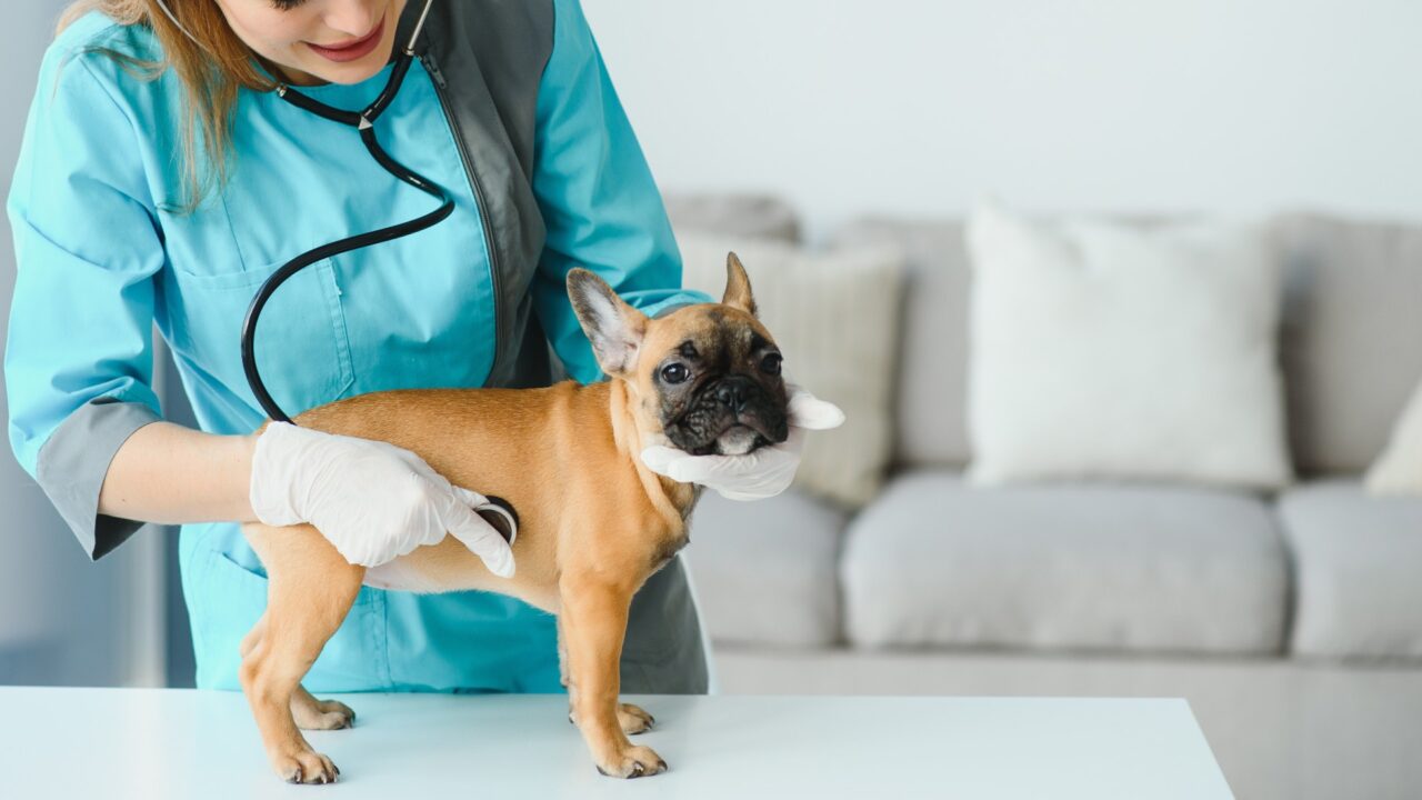 Port Jervis, NY 12771 Veterinary Services | Tri-State Veterinary Hospital