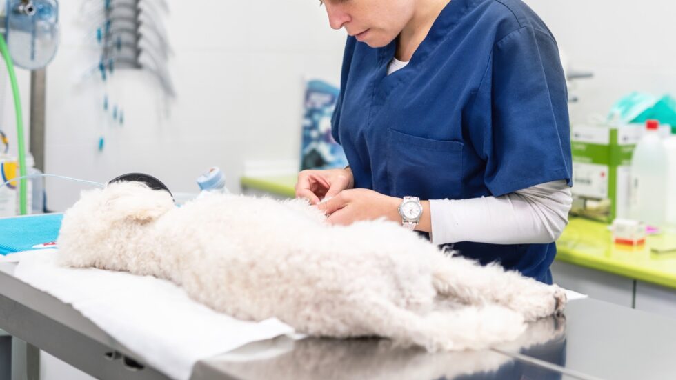 Port Jervis, NY 12771 Veterinary Services | Tri-State Veterinary Hospital
